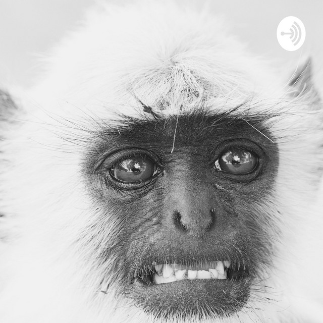 Frost Monkey | Podcast on Spotify
