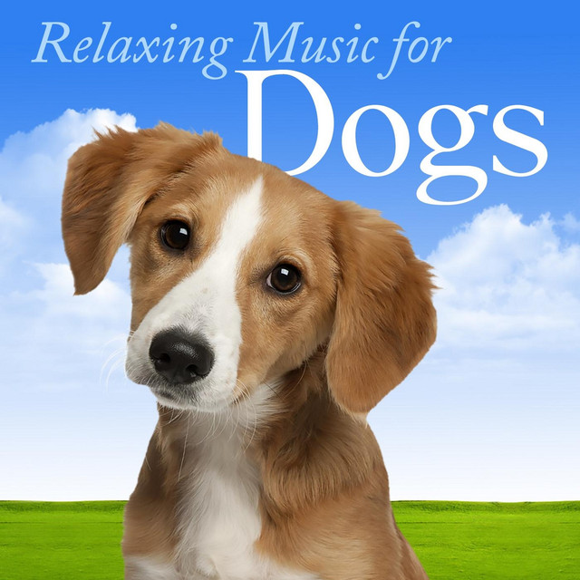 Relaxing Music For Dogs Most Popular Songs For Calming Down Your Dog