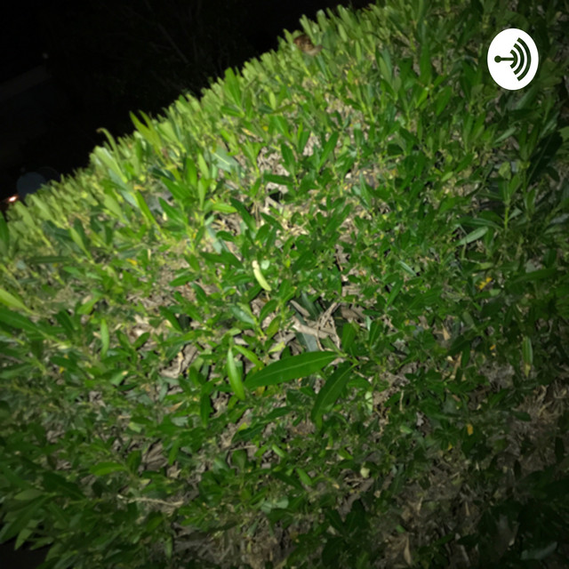 Bush Talk | Podcast on Spotify