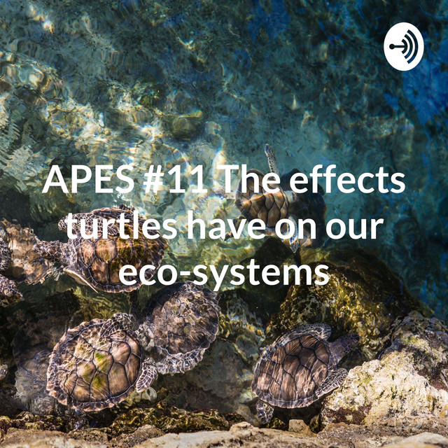 APES #11 The effects turtles have on our eco-systems | Podcast on Spotify