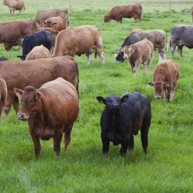 An update from Kildalton College on the breeding season to date - The ...