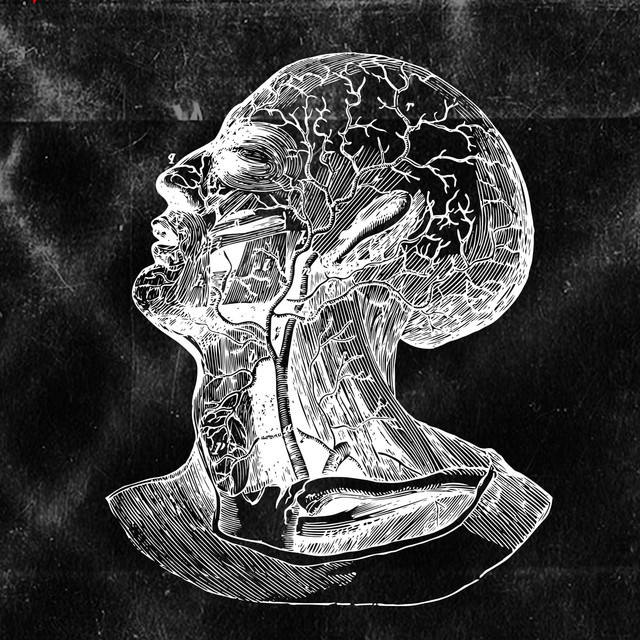 Swaggy Duck | Spotify