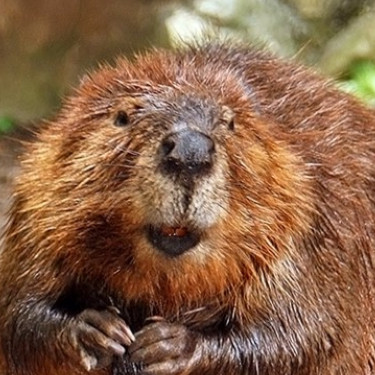 Beaver Boy | Spotify