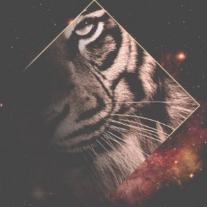 Tumblr Tiger Triangle