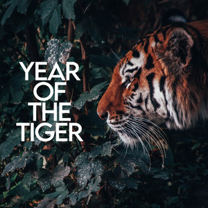 Katy Perry Tiger Roar Wallpaper