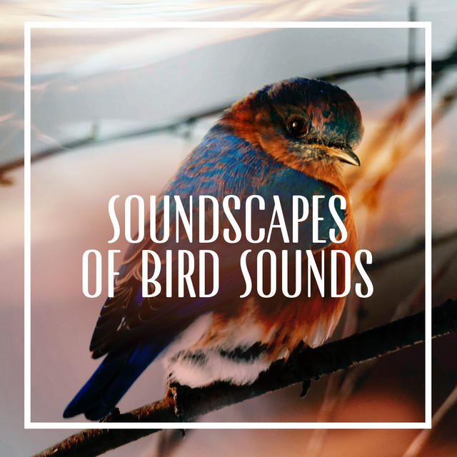 Soundscapes of Bird Sounds ! ! ! ! - Album by Bird Sounds | Spotify