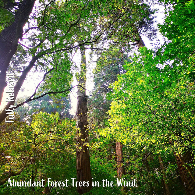 Fully Relaxed: Abundant Forest Trees in the Wind - Album by Steve ...