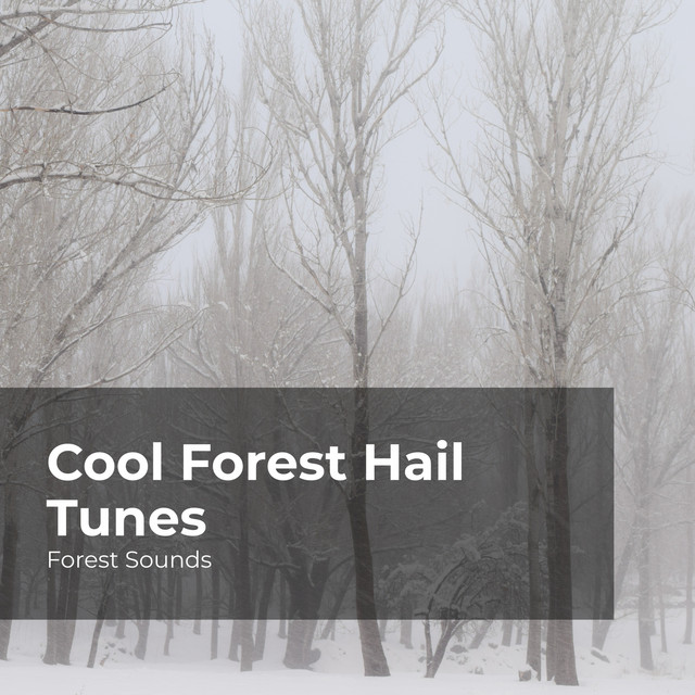 Cool Forest Hail Tunes - Album by Forest Sounds | Spotify