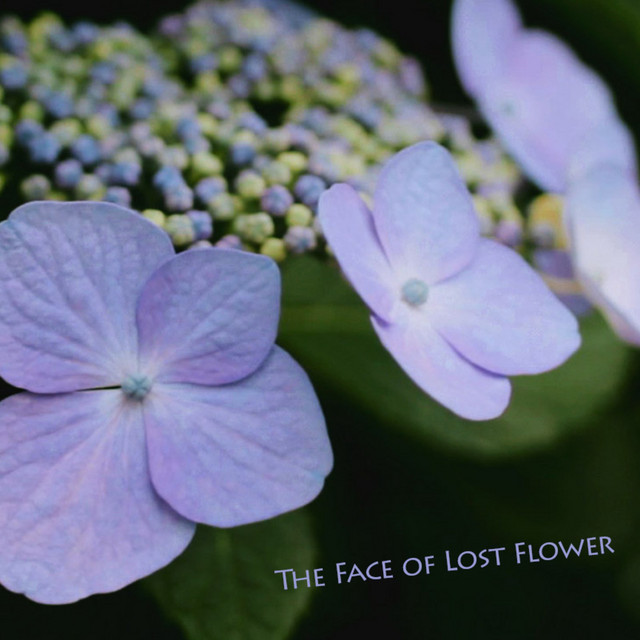 The Face of Lost Flower - Single by JUNA | Spotify
