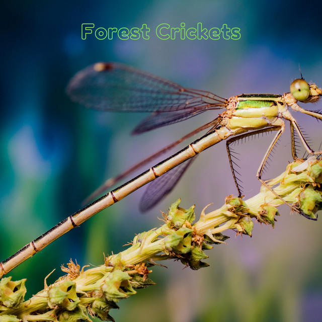 Night Humming of the Crickets - EP by Forest Crickets | Spotify