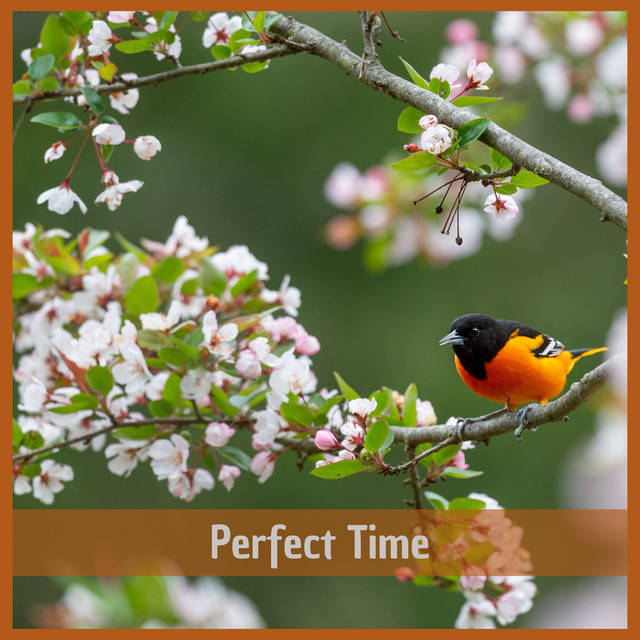Perfect Time - Single by The Harmony | Spotify