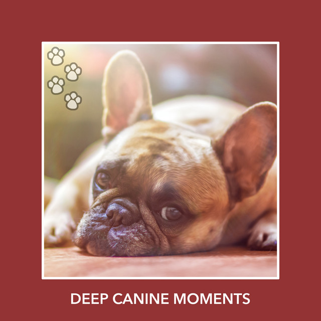 Deep Canine Moments - Album by Dog Chill Out Music | Spotify