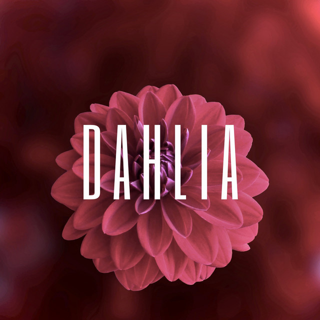 Dahlia - song and lyrics by Pallas | Spotify
