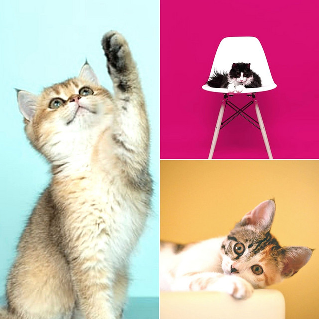 Brilliant Music for Sleepy Cat - Trumpet Solo - Album by Music for ...
