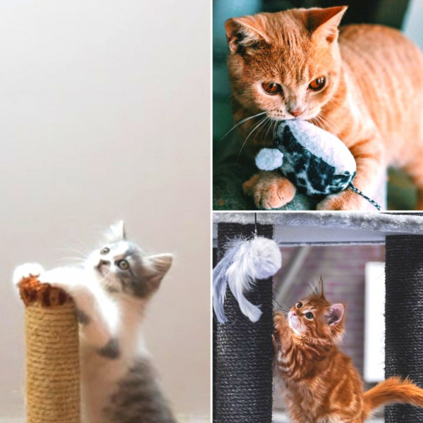 Vibrant Jazz Trio - Ambiance for Happy Cat - Album by Cat Music Hour ...
