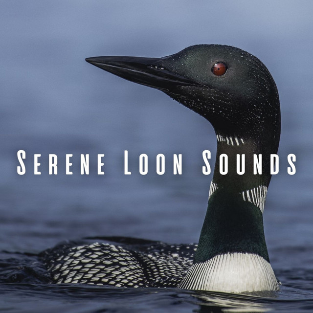 Serene Loon Sounds - Album by Nature Sound Collection | Spotify