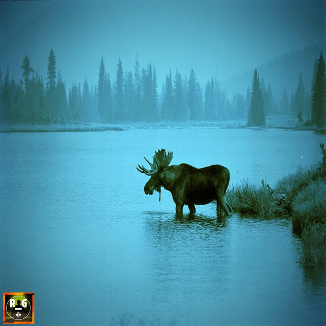 Rain Sounds in a Forest with Moose Roaring and Birds Chirping - Single ...
