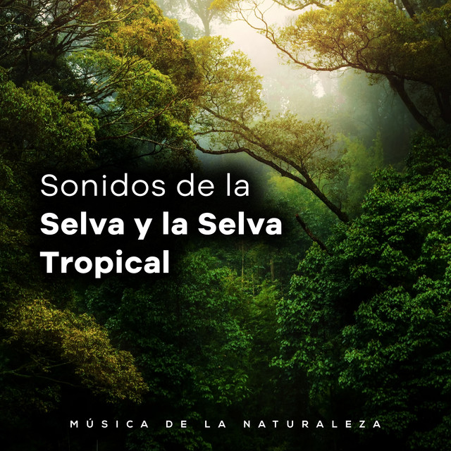 Windy Jungle - song and lyrics by Música de la Naturaleza | Spotify
