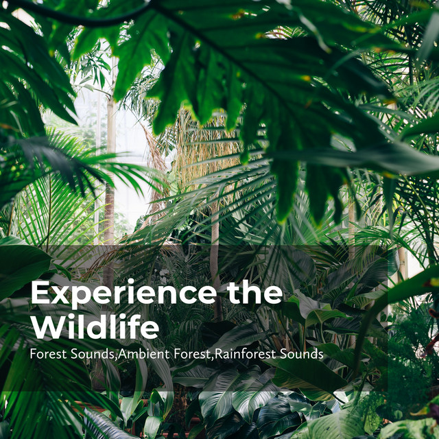 Experience the Wildlife - Album by Ambient Forest | Spotify