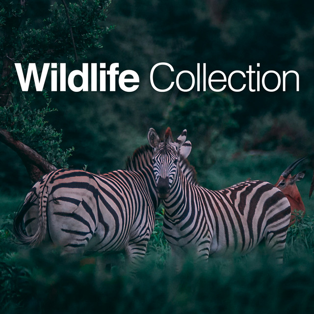 Wildlife Collection ! ! ! ! - Album by Pro Sounds of Nature | Spotify