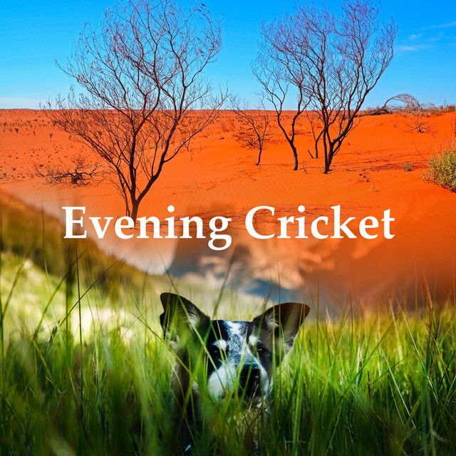 Evening Cricket - Album by Cricket Sounds | Spotify