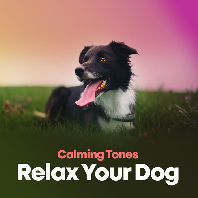 Calming Tones: Relax Your Dog - Album by Music for Dog's Ears | Spotify