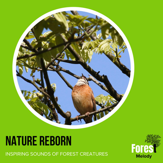 Nature Reborn - Inspiring Sounds of Forest Creatures - Compilation by ...