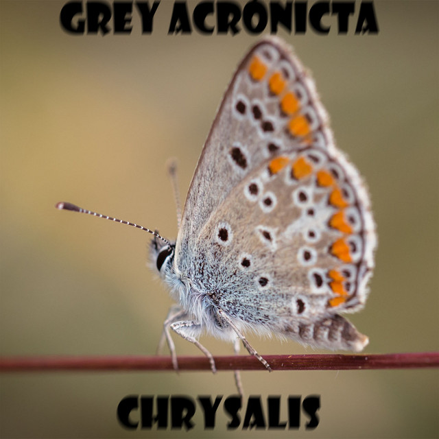 The Name Game Song And Lyrics By Grey Acronicta Spotify