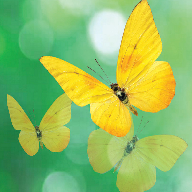 Real Yellow Butterflies