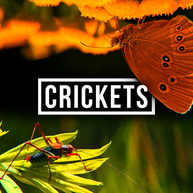 Crickets - Album by Crickets | Spotify