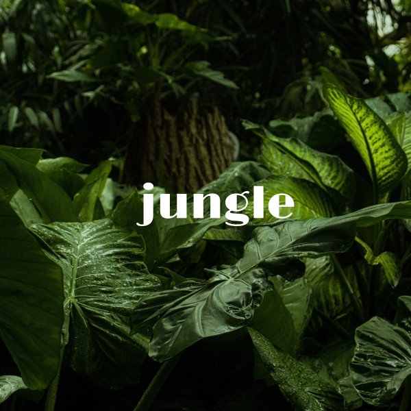 Jungle - Single by Blangy | Spotify