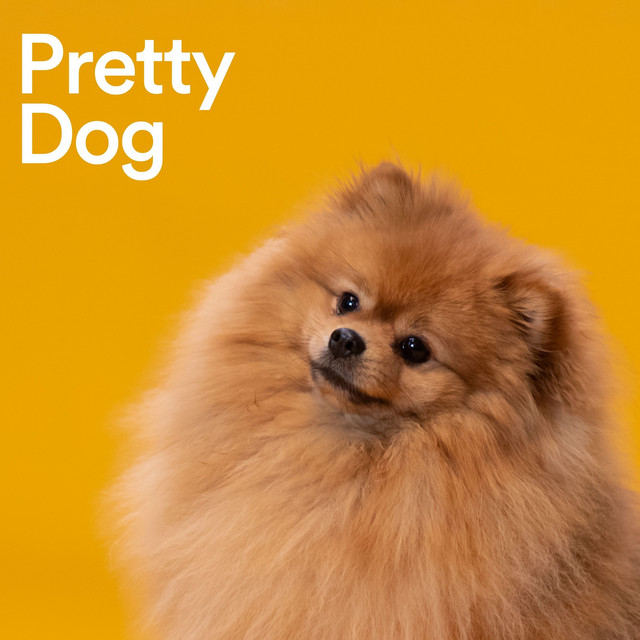 About the Pup - song and lyrics by Puppy Music | Spotify