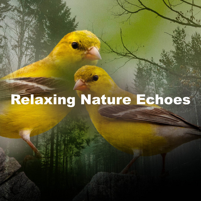 Relaxing Nature Echoes - Album by Nano Sounds | Spotify
