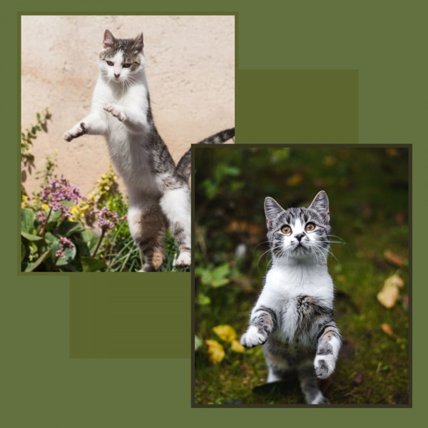 Sophisticated Music for Sleepy Kitten - Trumpet and Alto Sax - Album by ...