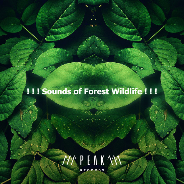 Sounds of Forest Wildlife ! ! ! - Album by Forest Sounds | Spotify