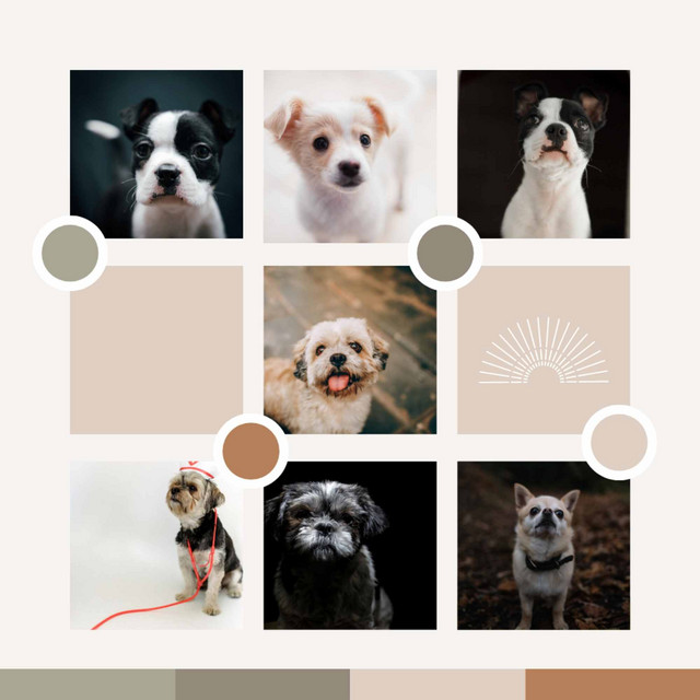 Latin Big Band - Ambiance for Dog Walkers - Album by Dog Jazz Sounds ...