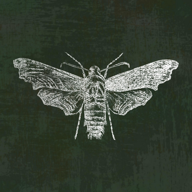 Hawkmoth - Album by Mike Shiflet | Spotify