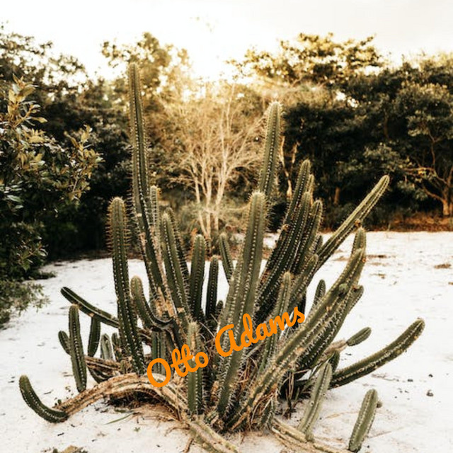 Dead Mans Touch - Album by Otto Adams | Spotify