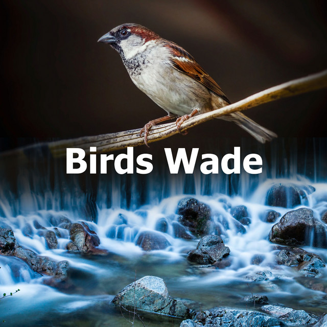 Birds Wade - Album by Relaxing Music Therapy | Spotify