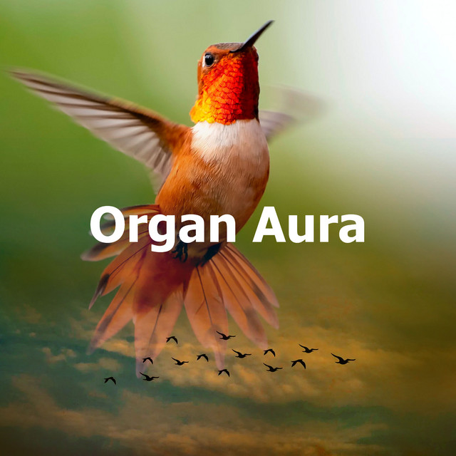 Organ Aura - Album by Bird Sounds | Spotify