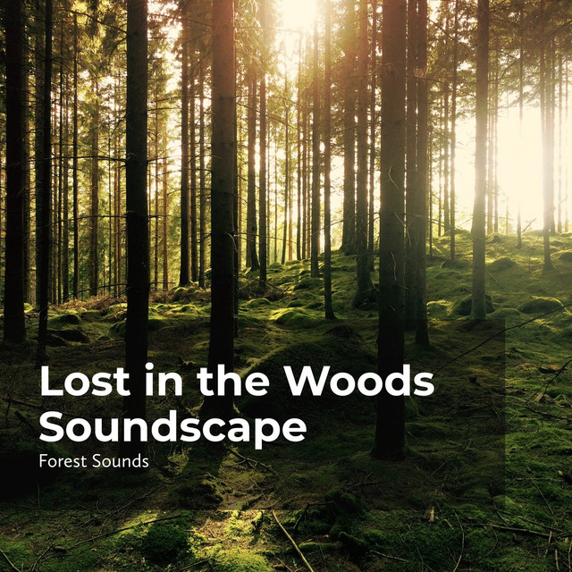 Lost in the Woods Soundscape - Album by Ambient Forest | Spotify