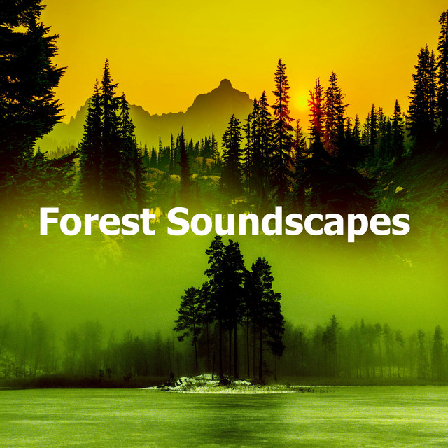 Forest Soundscapes - Album by Nature Radiance | Spotify