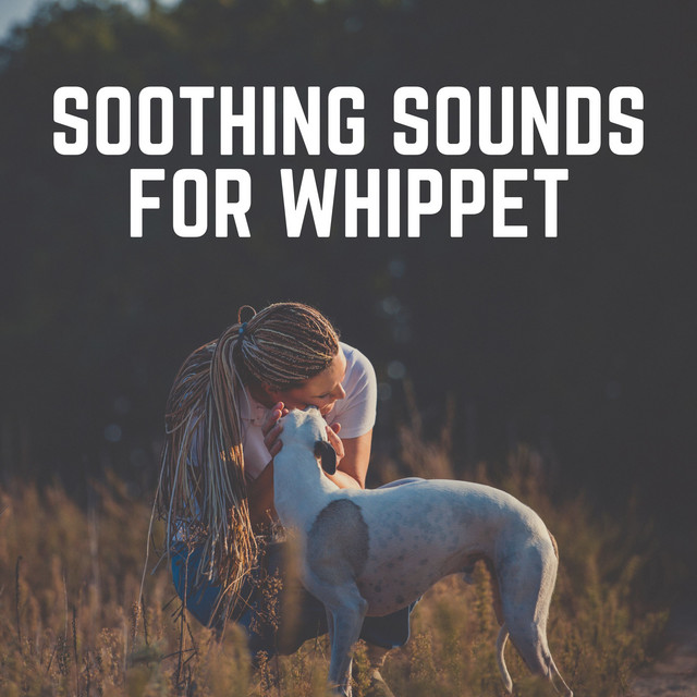 Soothing Sounds for Whippet - Album by Music for Calming Dogs | Spotify