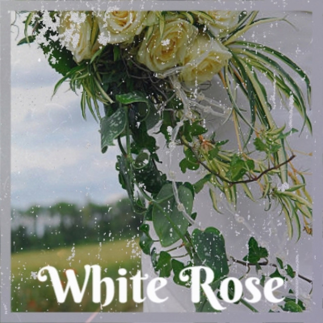 White Rose - Compilation by Various Artists | Spotify