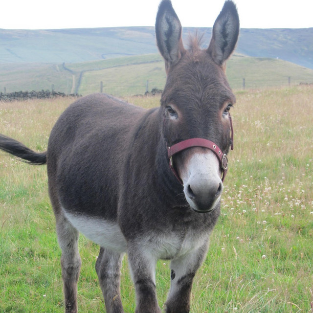 The Donkey Song - Single by Josh Nasser | Spotify