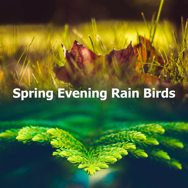 Spring Evening Rain Birds - Album by Relaxing Sounds Of Nature | Spotify