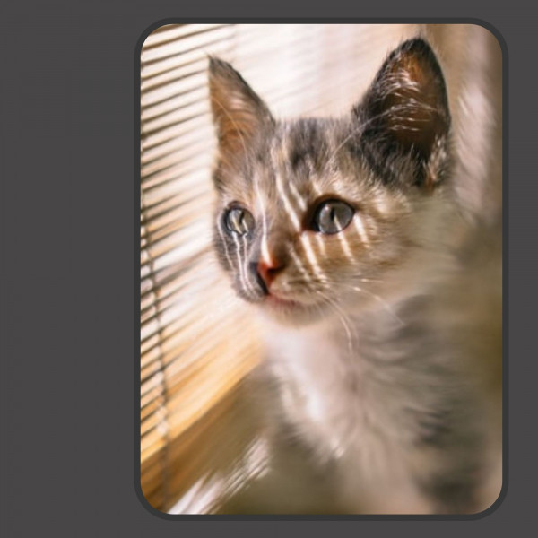 Vivacious Music for Scratching Cats - Latin Music - Album by Soothing ...