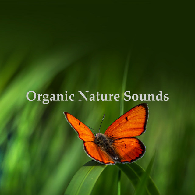 Organic Nature Sounds - Album by Musique Coeur de la Nature | Spotify