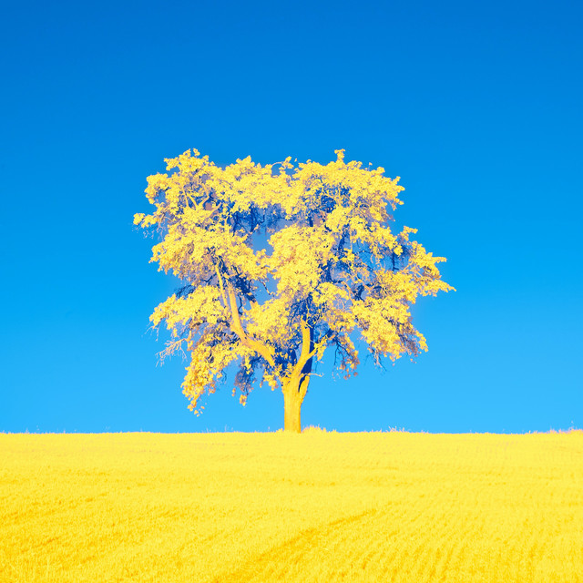 Blue and Yellow - song and lyrics by Scarabeetz | Spotify