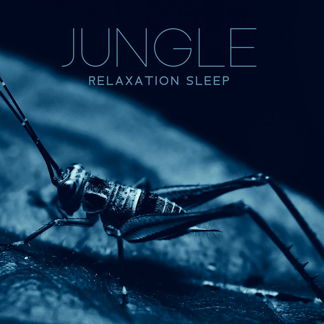 Jungle Relaxation Sleep: Meditation Music and Nature, Night Crickets ...